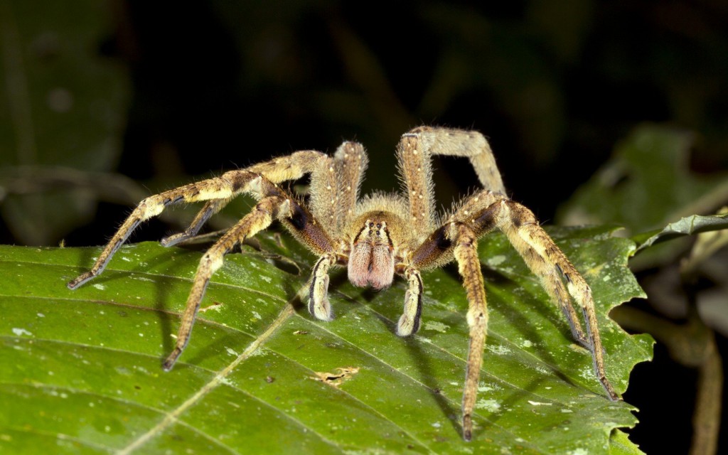 Spiders with the most dangerous poison – Dangerous world